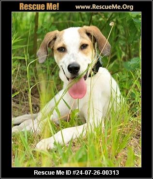 - New Jersey Dog Rescue - ADOPTIONS - Rescue Me!