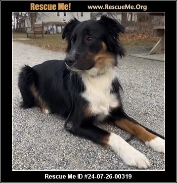 - Massachusetts Dog Rescue - ADOPTIONS - Rescue Me!