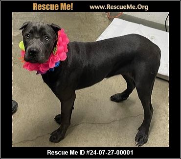 - Texas Mutt Rescue - ADOPTIONS - Rescue Me!