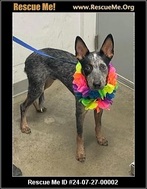 - Texas Mutt Rescue - ADOPTIONS - Rescue Me!