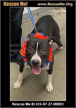 - Texas Mutt Rescue - ADOPTIONS - Rescue Me!