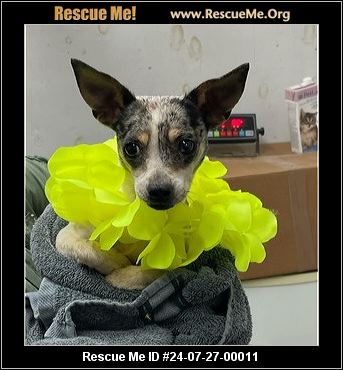 - Texas Mutt Rescue - ADOPTIONS - Rescue Me!