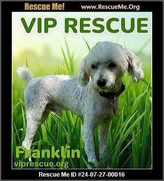 - Florida Poodle Rescue - ADOPTIONS - Rescue Me!