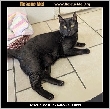 - Missouri Cat Rescue - ADOPTIONS - Rescue Me!