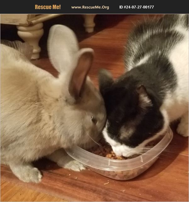ADOPT 24072700177 ~ Rabbit Rescue ~ Phoenix, AZ