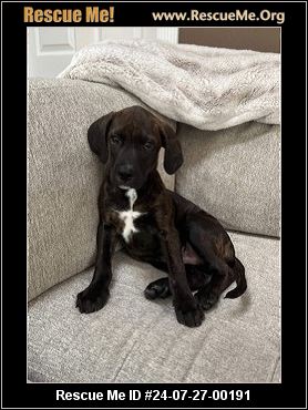 - New Jersey Dog Rescue - ADOPTIONS - Rescue Me!