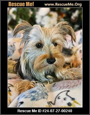 - Colorado Yorkie Rescue - ADOPTIONS - Rescue Me!