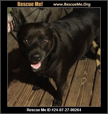 - Florida Border Collie Rescue - ADOPTIONS - Rescue Me!