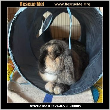 - California Rabbit Rescue - ADOPTIONS - Rescue Me!