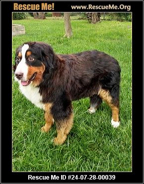 - New Jersey Dog Rescue - ADOPTIONS - Rescue Me!