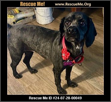 - Florida Cockapoo Rescue - ADOPTIONS - Rescue Me!