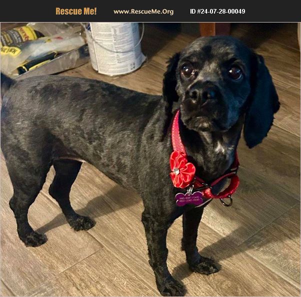 ADOPT 24072800049 ~ Cockapoo Rescue ~ Lake City, FL