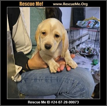 - New York Dog Rescue - ADOPTIONS - Rescue Me!