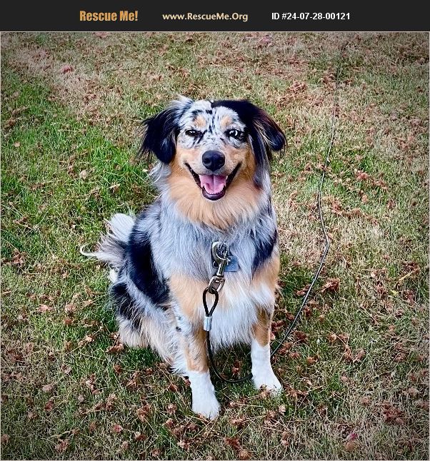 ADOPT 24072800121 ~ Australian Shepherd Rescue ~ Beaverton, OR