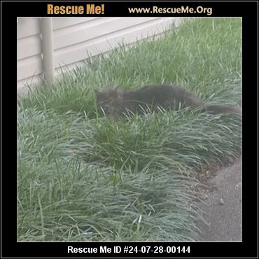 - Virginia Cat Rescue - ADOPTIONS - Rescue Me!