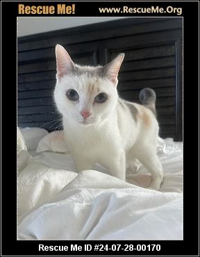 - Florida Cat Rescue - ADOPTIONS - Rescue Me!