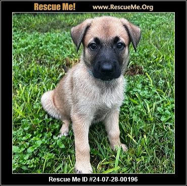 - Pennsylvania Dog Rescue - ADOPTIONS - Rescue Me!