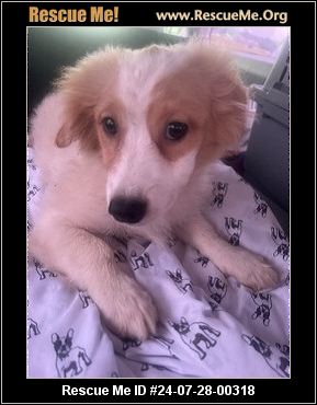 - Massachusetts Mutt Rescue - ADOPTIONS - Rescue Me!