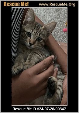 - Florida Cat Rescue - ADOPTIONS - Rescue Me!
