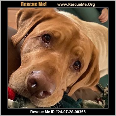 - Texas Lab Rescue - ADOPTIONS - Rescue Me!