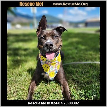 - Oregon Dog Rescue - ADOPTIONS - Rescue Me!