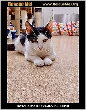- New Jersey Cat Rescue - ADOPTIONS - Rescue Me!