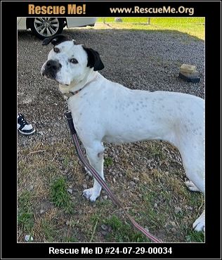 - Virginia Dog Rescue - ADOPTIONS - Rescue Me!