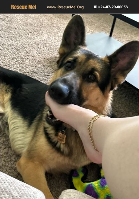 ADOPT 24072900053 ~ German Shepherd Rescue ~ Belding, MI