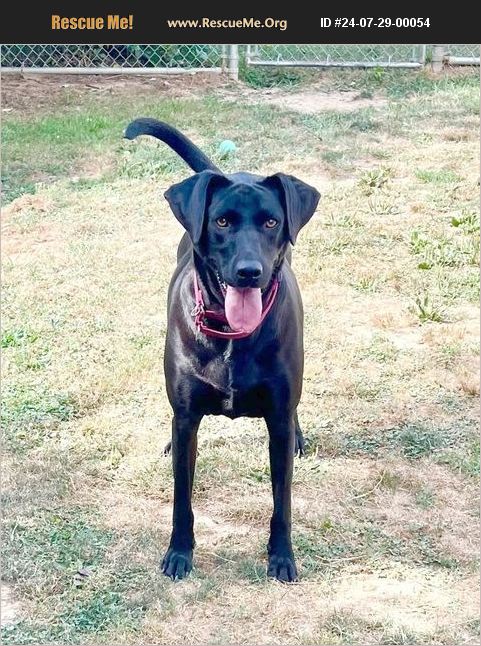 ADOPT 24072900054 ~ Lab Rescue ~ Howell, NJ