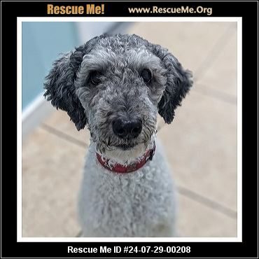 - Florida Poodle Rescue - ADOPTIONS - Rescue Me!