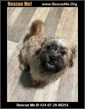 - North Carolina Maltese Rescue - ADOPTIONS - Rescue Me!