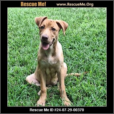 - Delaware Dog Rescue - ADOPTIONS - Rescue Me!