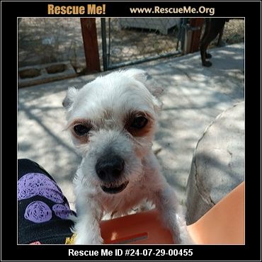 - Arizona Yorkie Rescue - ADOPTIONS - Rescue Me!
