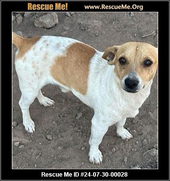 - California Jack Russell Rescue - ADOPTIONS - Rescue Me!
