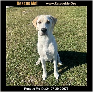 - Florida Lab Rescue - ADOPTIONS - Rescue Me!