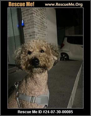 - New York Maltese Rescue - ADOPTIONS - Rescue Me!