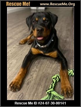 - Texas Rottweiler Rescue - ADOPTIONS - Rescue Me!