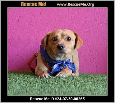 - California Corgi Rescue - ADOPTIONS - Rescue Me!