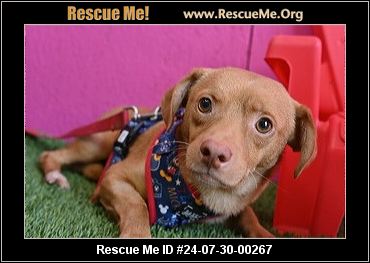 - California Corgi Rescue - ADOPTIONS - Rescue Me!