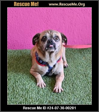 - California Pug Rescue - ADOPTIONS - Rescue Me!