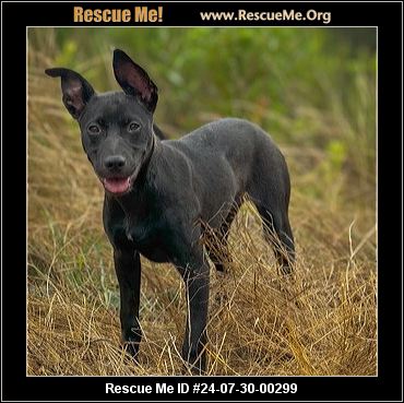 - Alabama Dog Rescue - ADOPTIONS - Rescue Me!