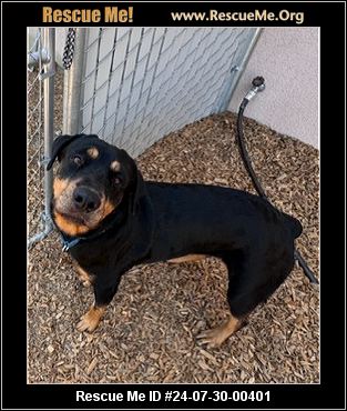 - California Rottweiler Rescue - ADOPTIONS - Rescue Me!