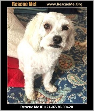 - California Lhasa Apso Rescue - ADOPTIONS - Rescue Me!