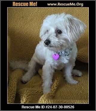 - California Maltese Rescue - ADOPTIONS - Rescue Me!