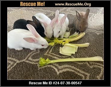- Texas Rabbit Rescue - ADOPTIONS - Rescue Me!