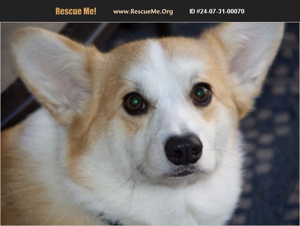 ADOPT 24073100070 ~ Corgi Rescue ~ Southlake, TX