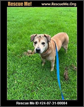 - North Carolina Dog Rescue - ADOPTIONS - Rescue Me!