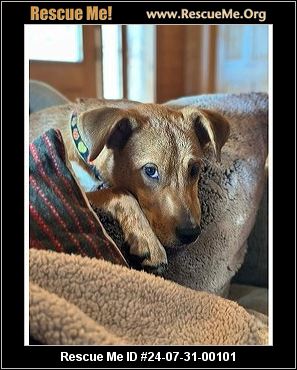 - New Jersey Dog Rescue - ADOPTIONS - Rescue Me!