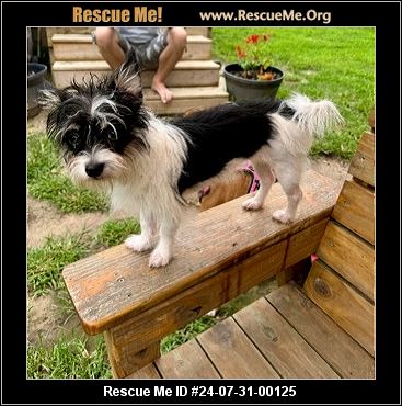 - Virginia Yorkie Rescue - ADOPTIONS - Rescue Me!