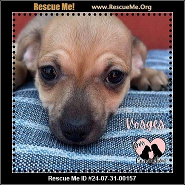 - Arizona Yorkie Rescue - ADOPTIONS - Rescue Me!
